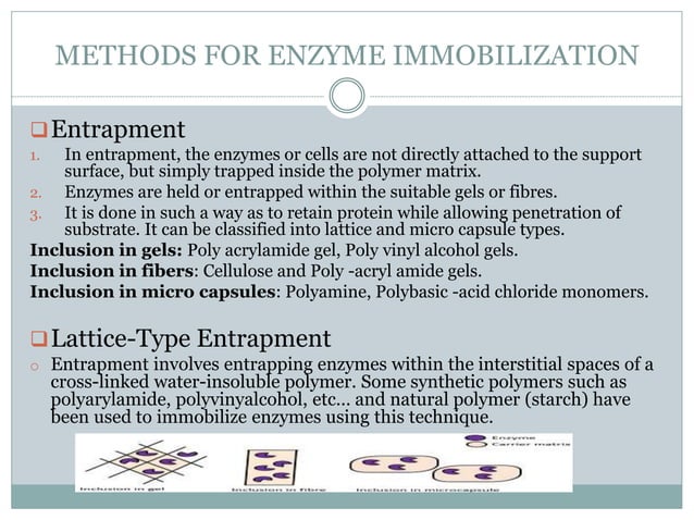 Immobilized Enzymes, Immobilization Techniques, Examples - Biochemical ...