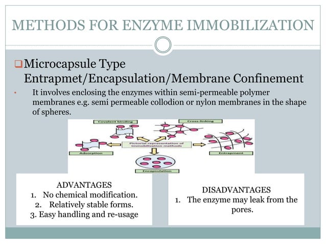 Immobilized Enzymes, Immobilization Techniques, Examples - Biochemical ...