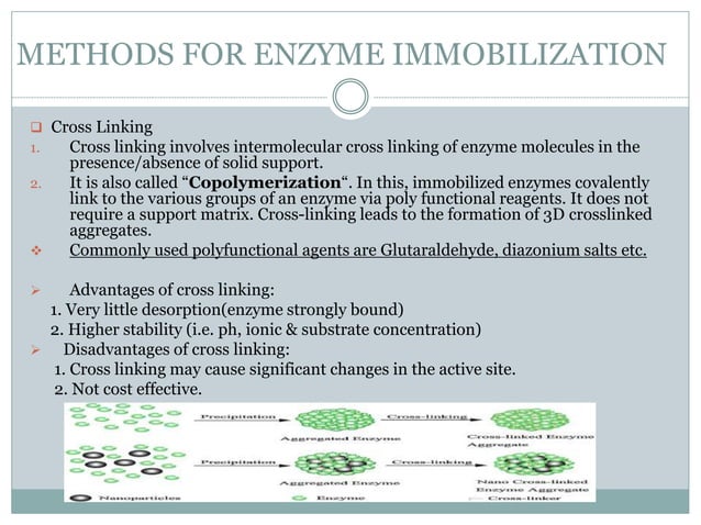Immobilized Enzymes, Immobilization Techniques, Examples - Biochemical | PPTX
