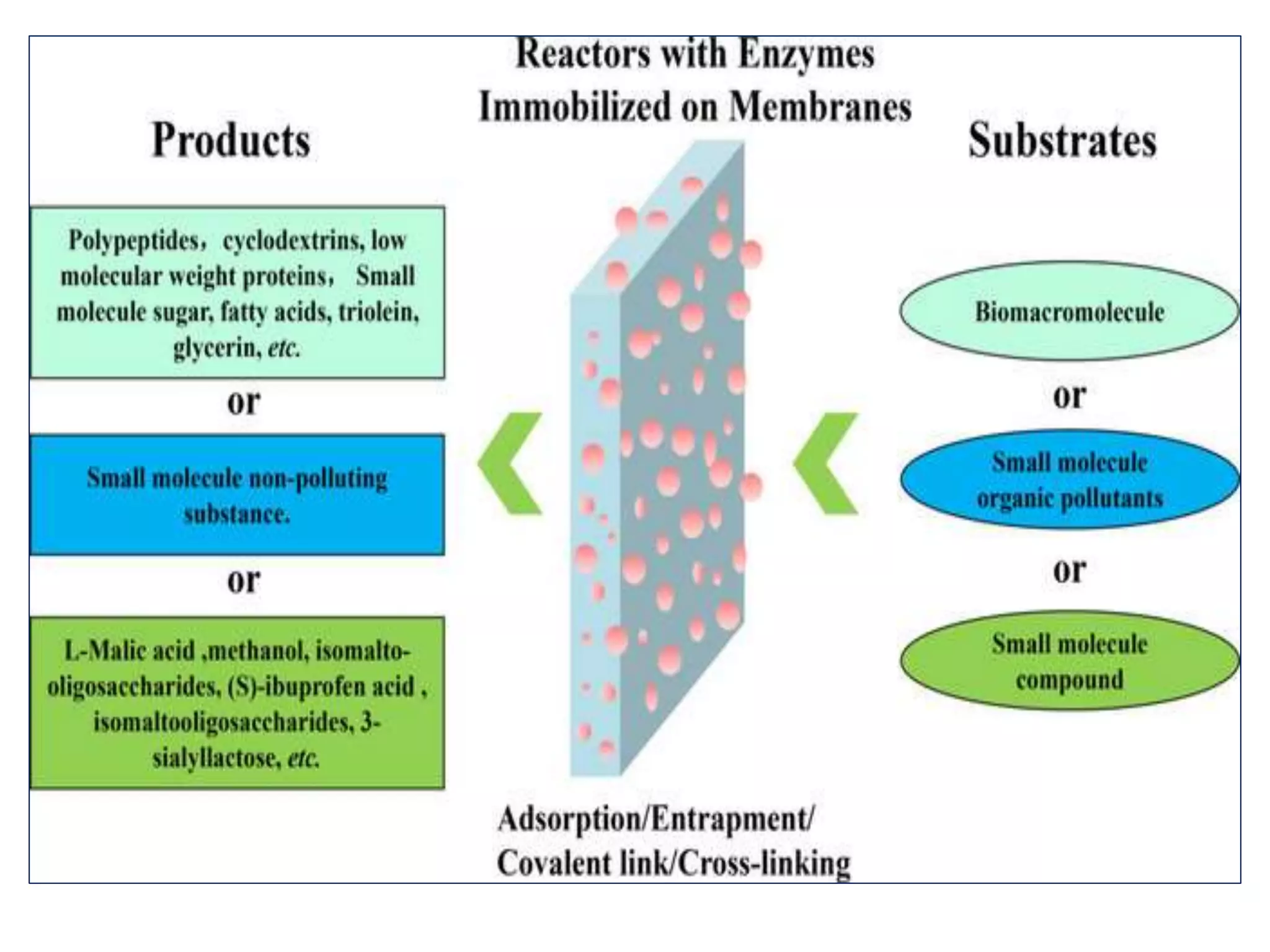 Enzyme immobilization | PPTX