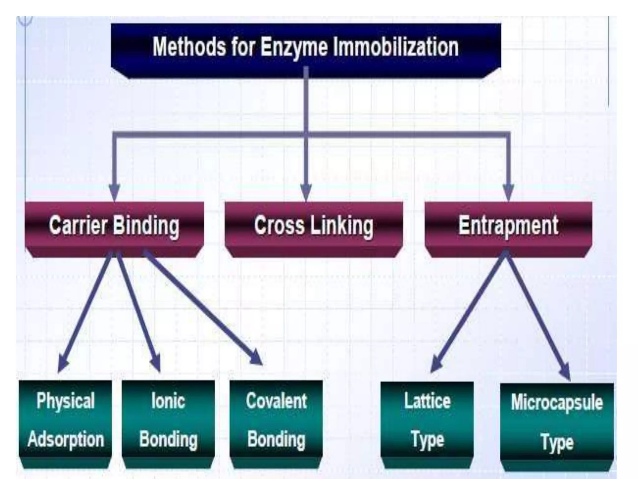 Enzyme immobilization | PPTX