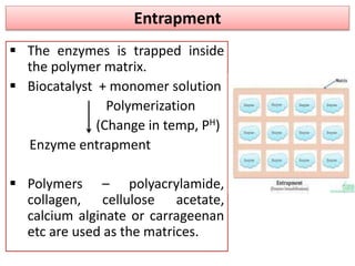 Enzyme immobilization | PPTX | Chemistry | Science