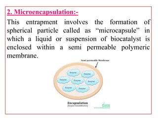 Enzyme immobilization | PPTX | Chemistry | Science