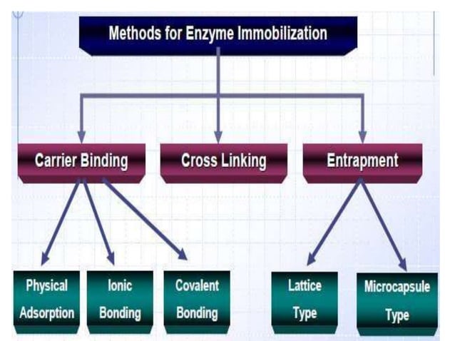 Enzyme immobilization | PPTX | Chemistry | Science