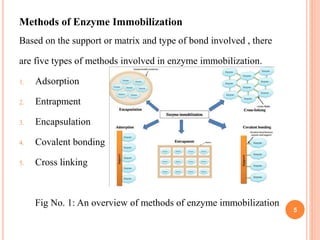 Enzyme immobilization | PPTX
