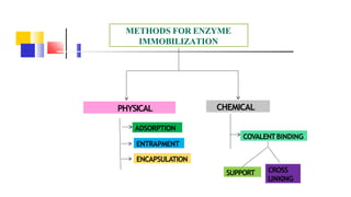 Enzyme Immobilization.pptx