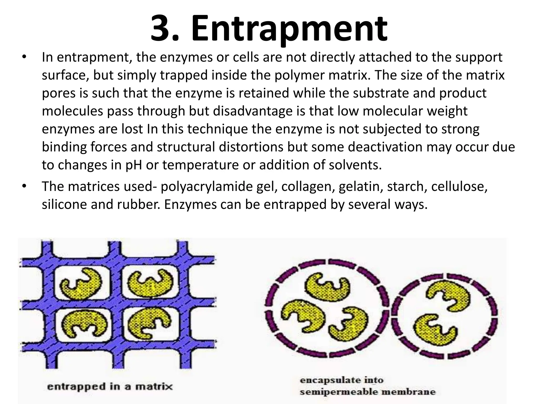 Enzyme_Immobilization.pptxmxn vnadnvadjsjcbx | PPTX
