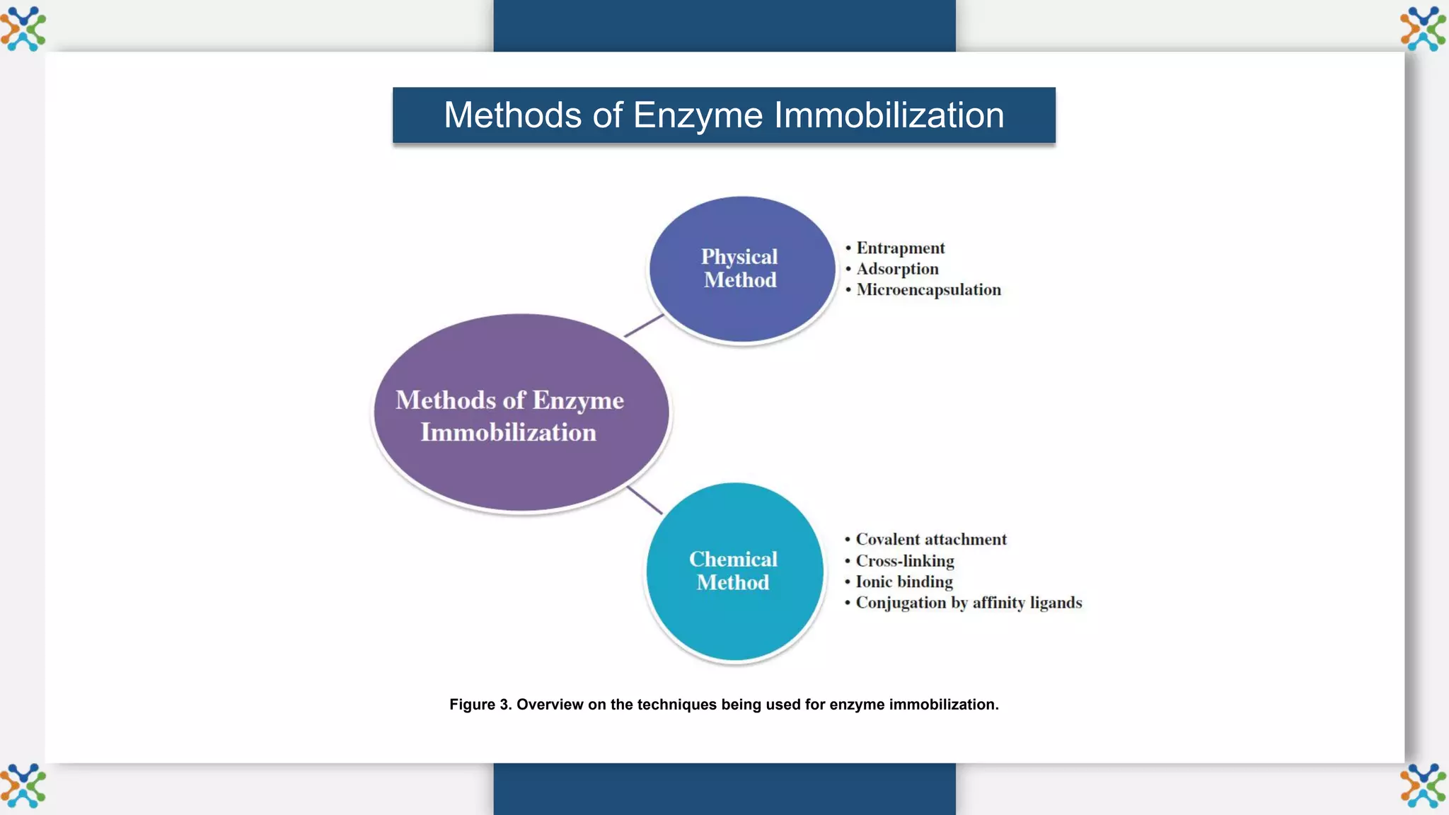 Enzyme immobilization | PDF