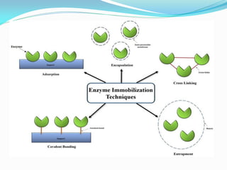 enzyme immobilization | PDF
