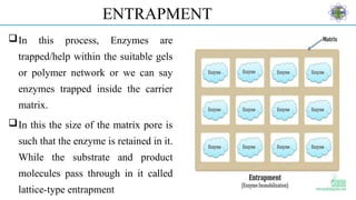 ENZYME IMMOBILIZATION BY SULTAN MUET.pptx