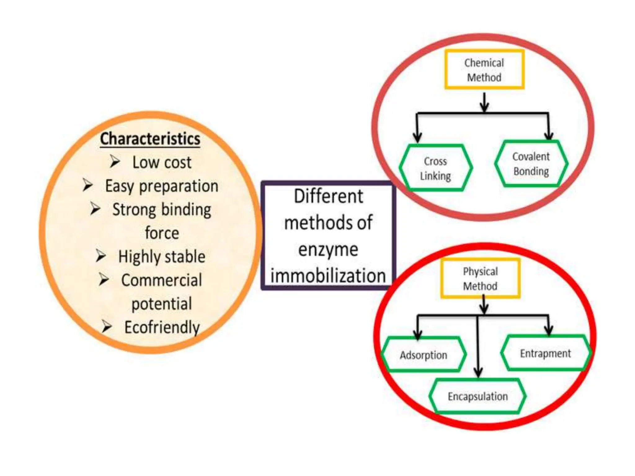 Enzyme Immobilization S-24 adadaddaa.ppt