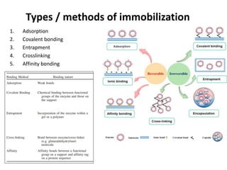 Enzyme Immobilization S-24 adadaddaa.ppt