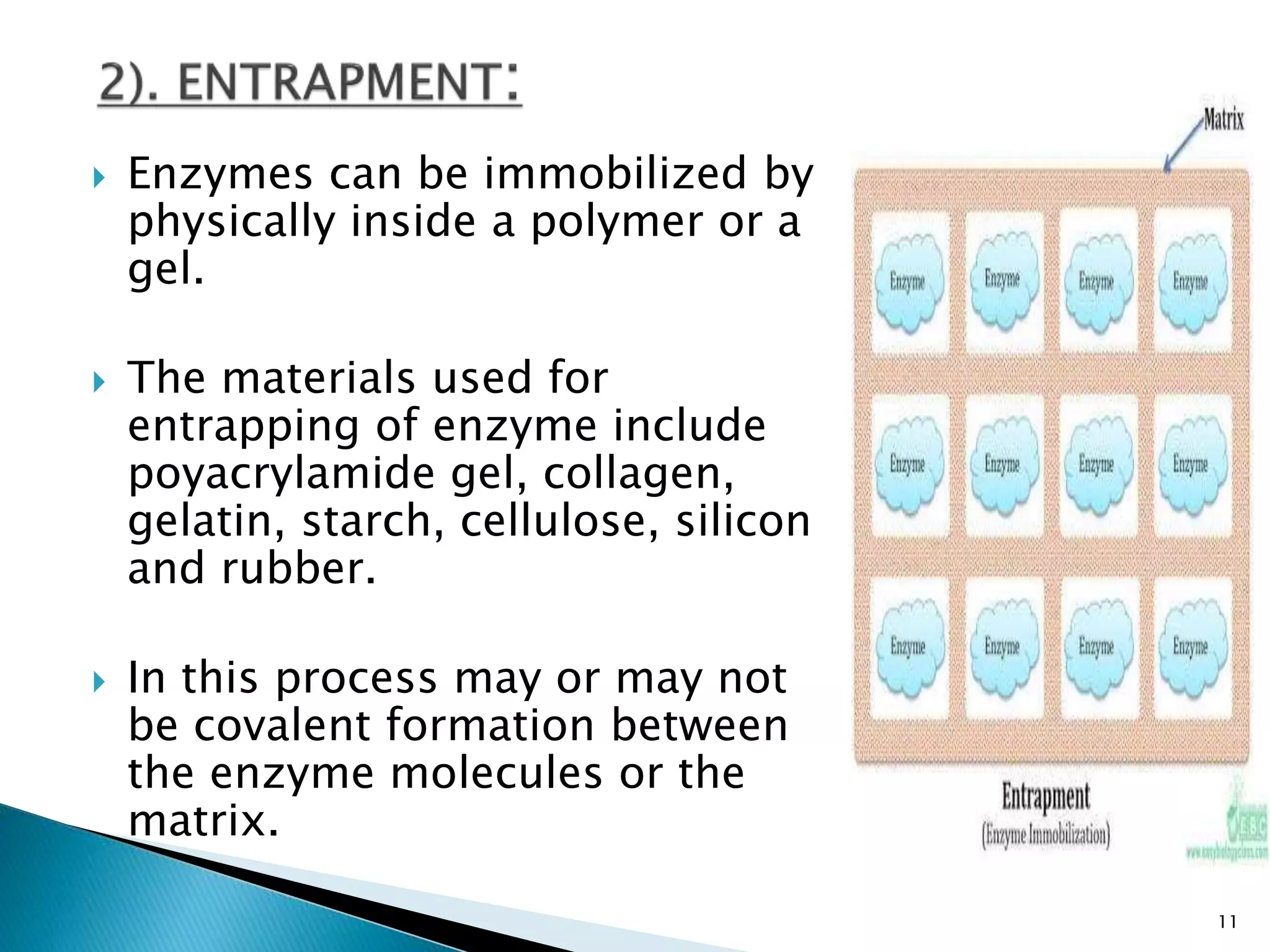 Enzyme immobilization sc | PPTX