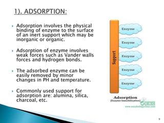 Enzyme immobilization sc | PPTX