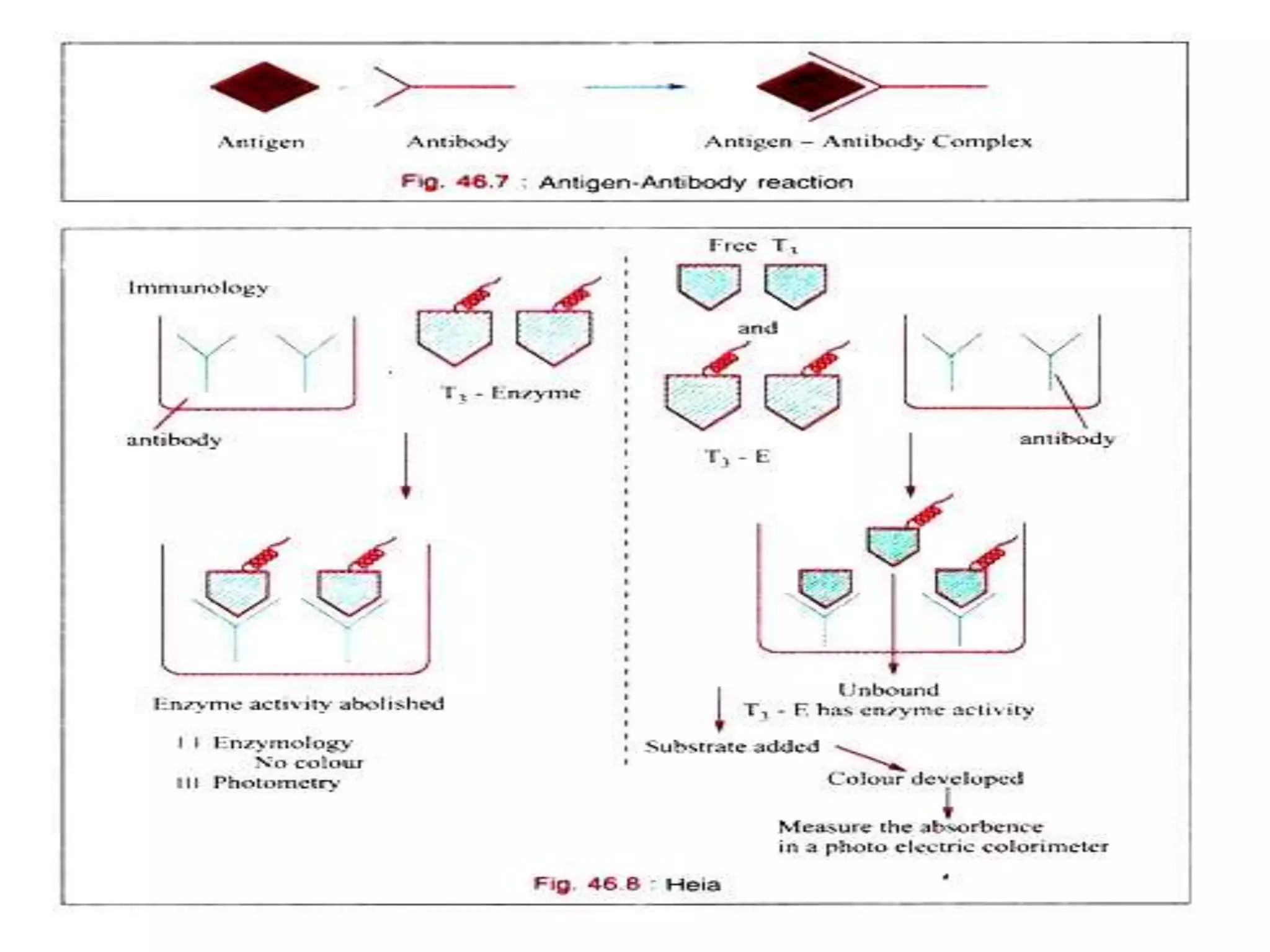 Enzyme immuno assay and radioimmunoassay | PPTX