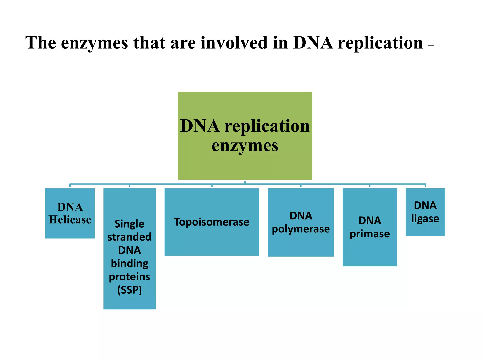Enzyme in dna replication | PPTX | Chemistry | Science
