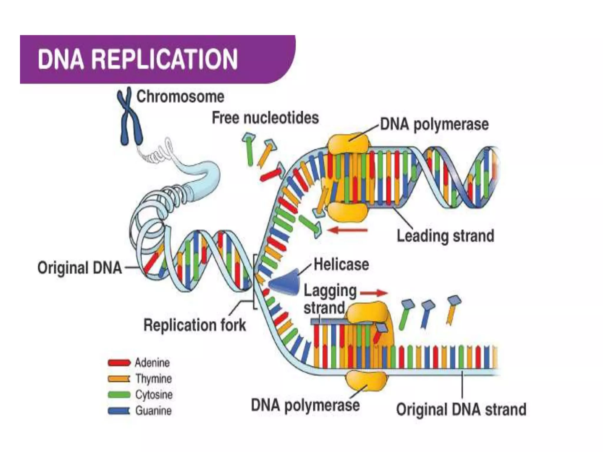 Enzyme in dna replication | PPTX | Chemistry | Science