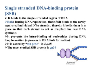Enzyme in dna replication | PPTX | Chemistry | Science