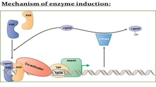 Enzyme induction and repression | PPTX