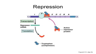 Enzyme induction and repression | PPTX