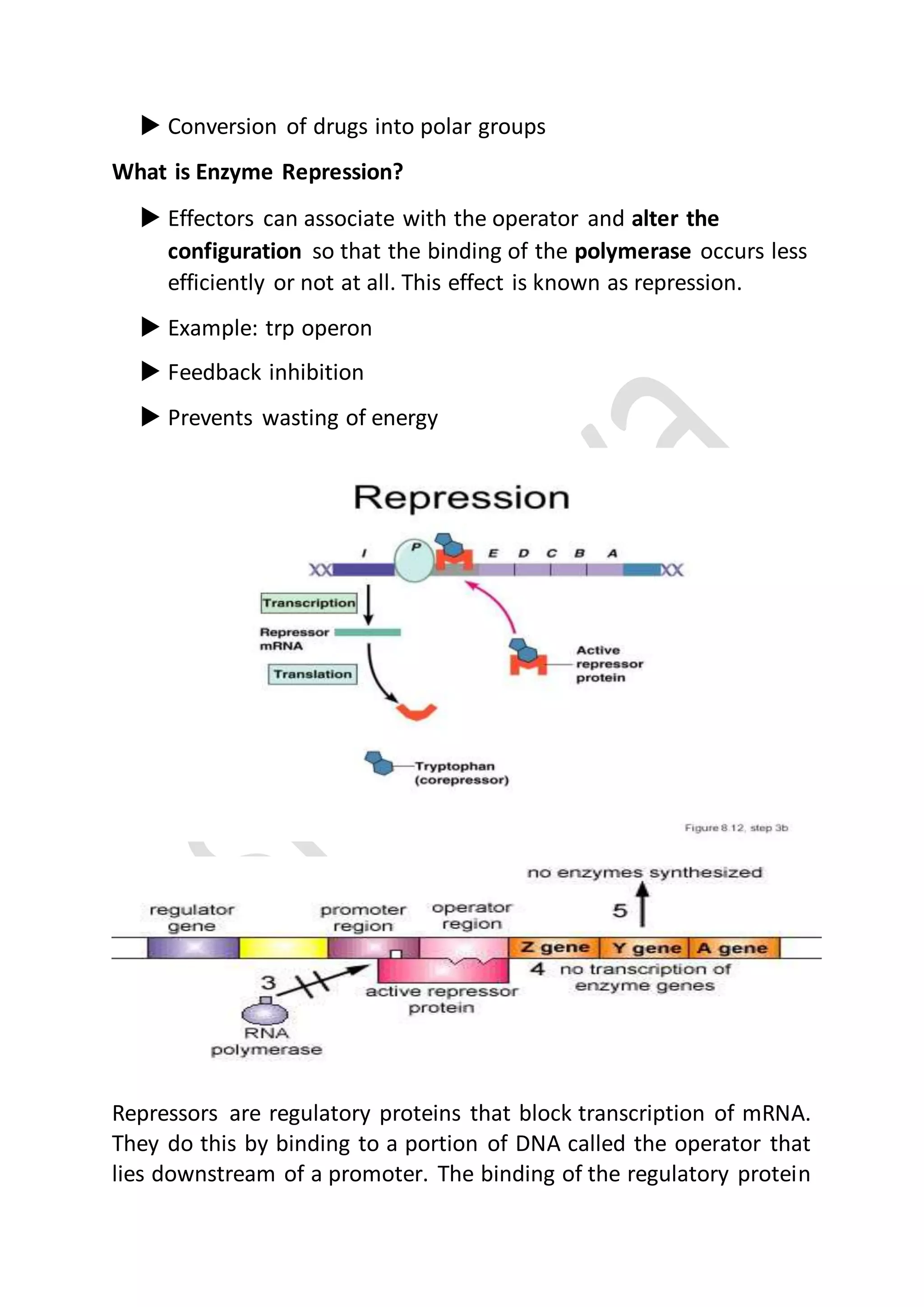 Enzyme induction and repression | DOCX