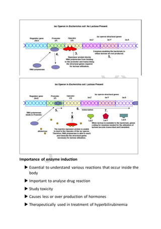 Enzyme induction and repression | DOCX
