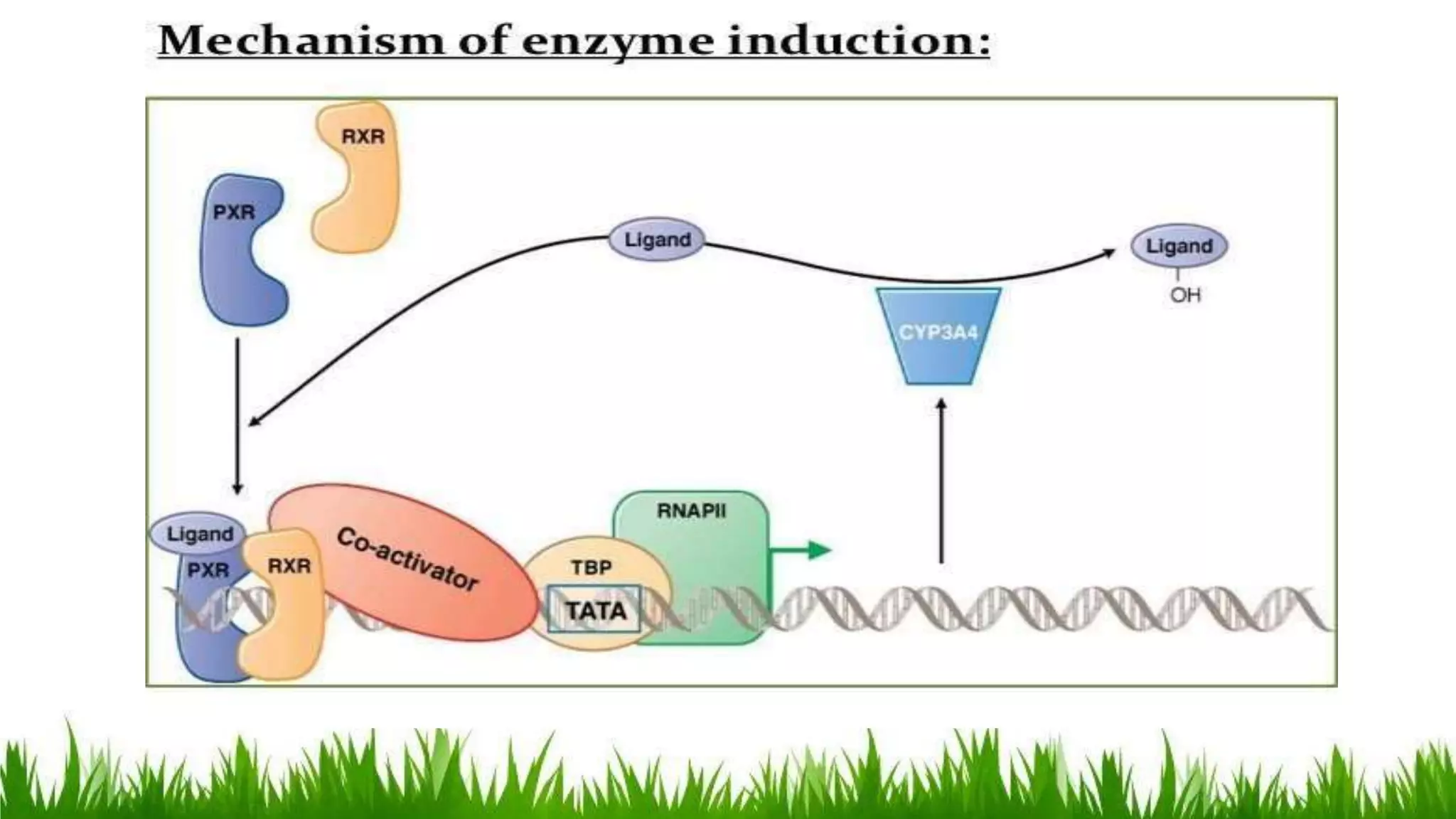 Enzyme induction and repression | PPTX