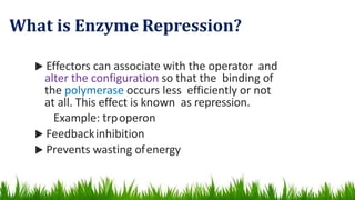 Enzyme induction and repression | PPT