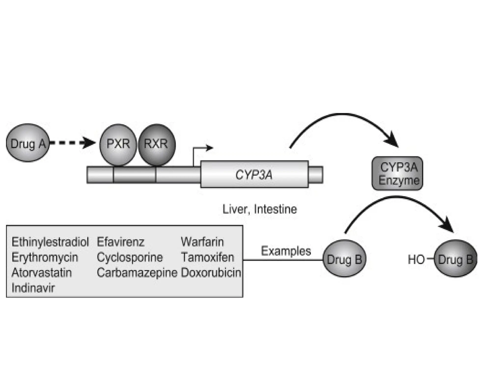 Enzyme Induction and Inhibition: Mechanisms, Examples & Clinical ...