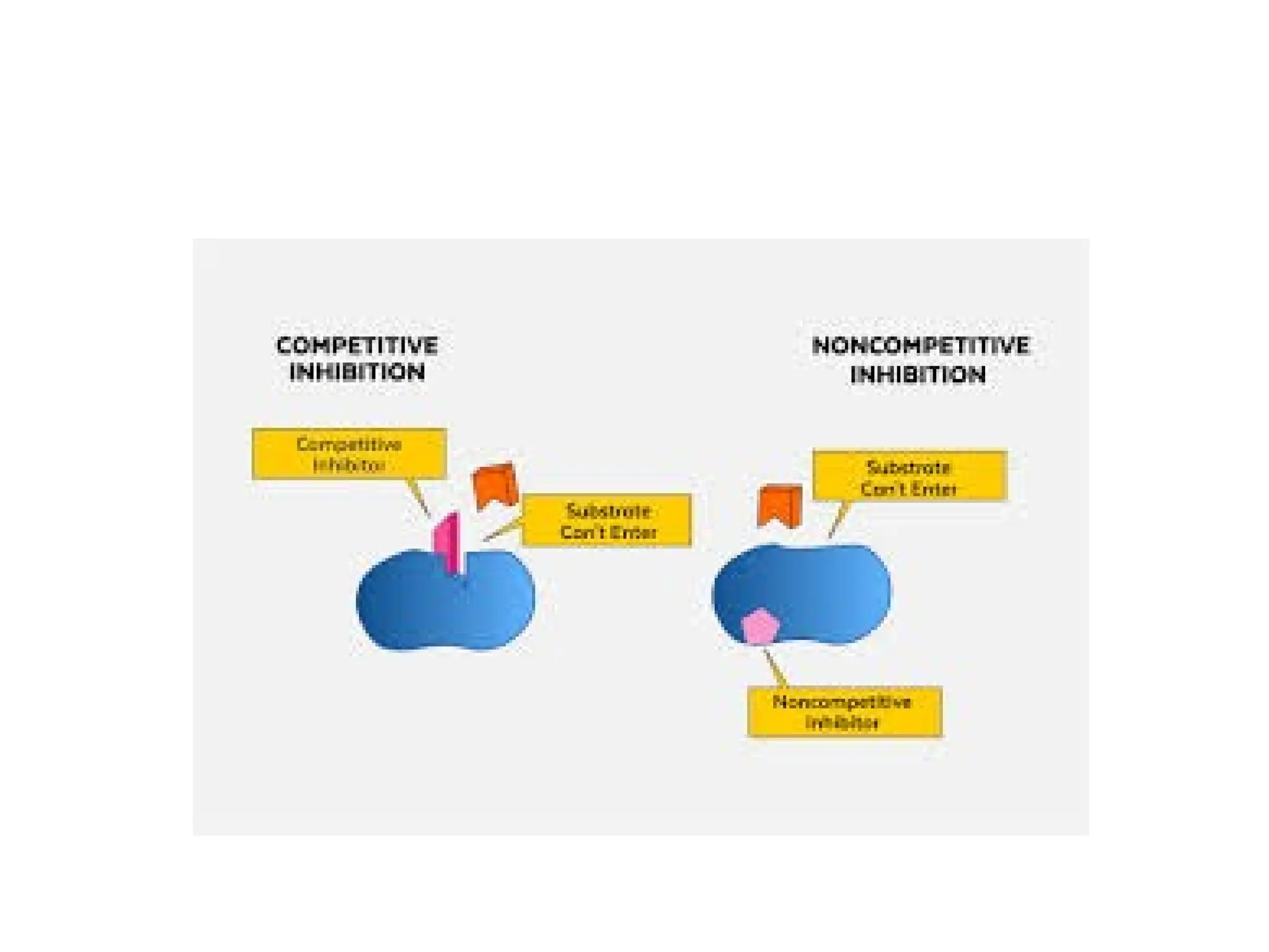 Enzyme Induction and Inhibition: Mechanisms, Examples & Clinical ...