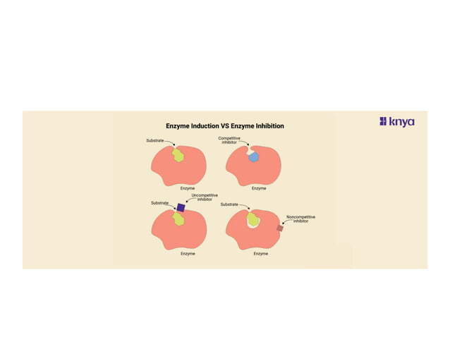 Enzyme Induction and Inhibition: Mechanisms, Examples & Clinical ...