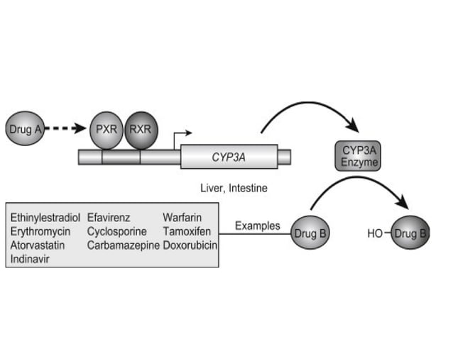 Enzyme Induction and Inhibition: Mechanisms, Examples & Clinical ...