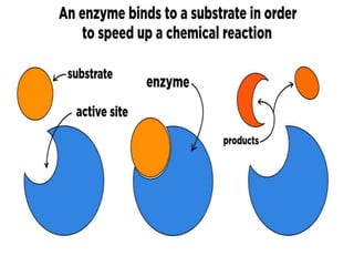 Enzyme inhibition in brief and their examples | PPT