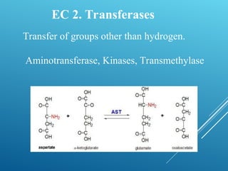 ENZYMES INTRODUCTION AND CLASSIFICATION | PPT