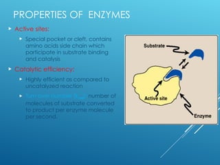 ENZYMES INTRODUCTION AND CLASSIFICATION | PPT