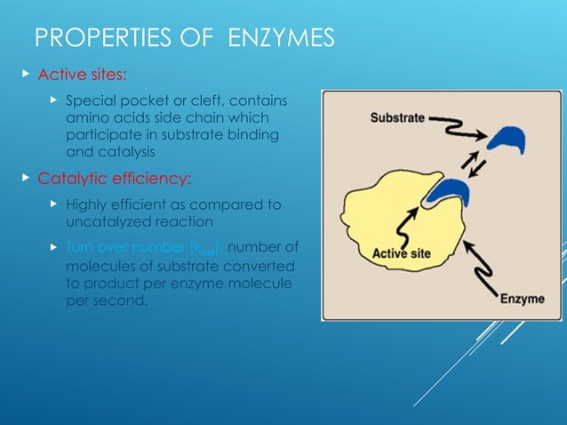ENZYMES INTRODUCTION AND CLASSIFICATION | PPT