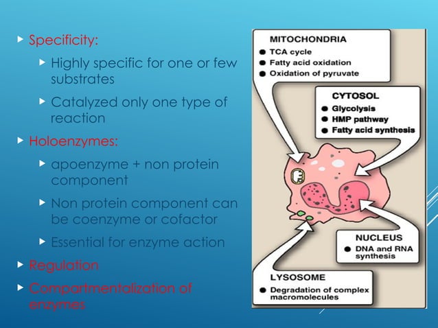 ENZYMES INTRODUCTION AND CLASSIFICATION | PPT