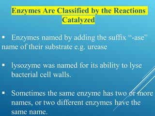 ENZYMES INTRODUCTION AND CLASSIFICATION | PPT