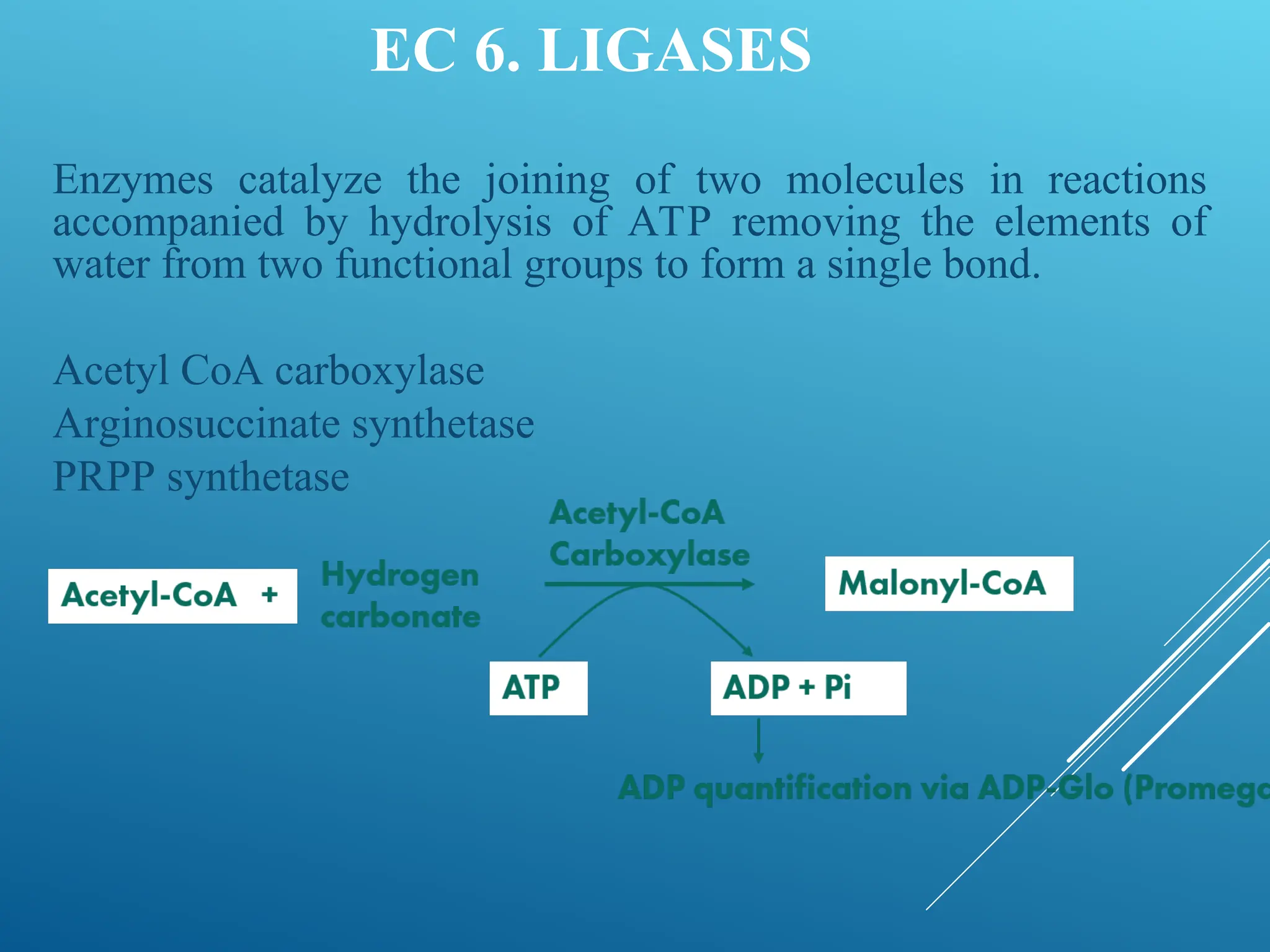 Enzymes introduction and classification.ppt