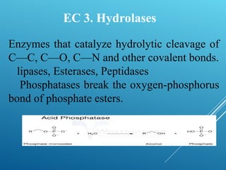 Enzymes introduction and classification.ppt