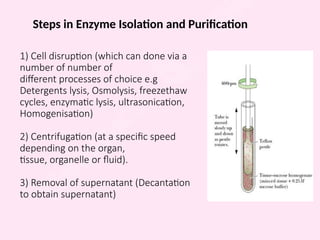 Enzyme Isolation and Purification mithun | PPT