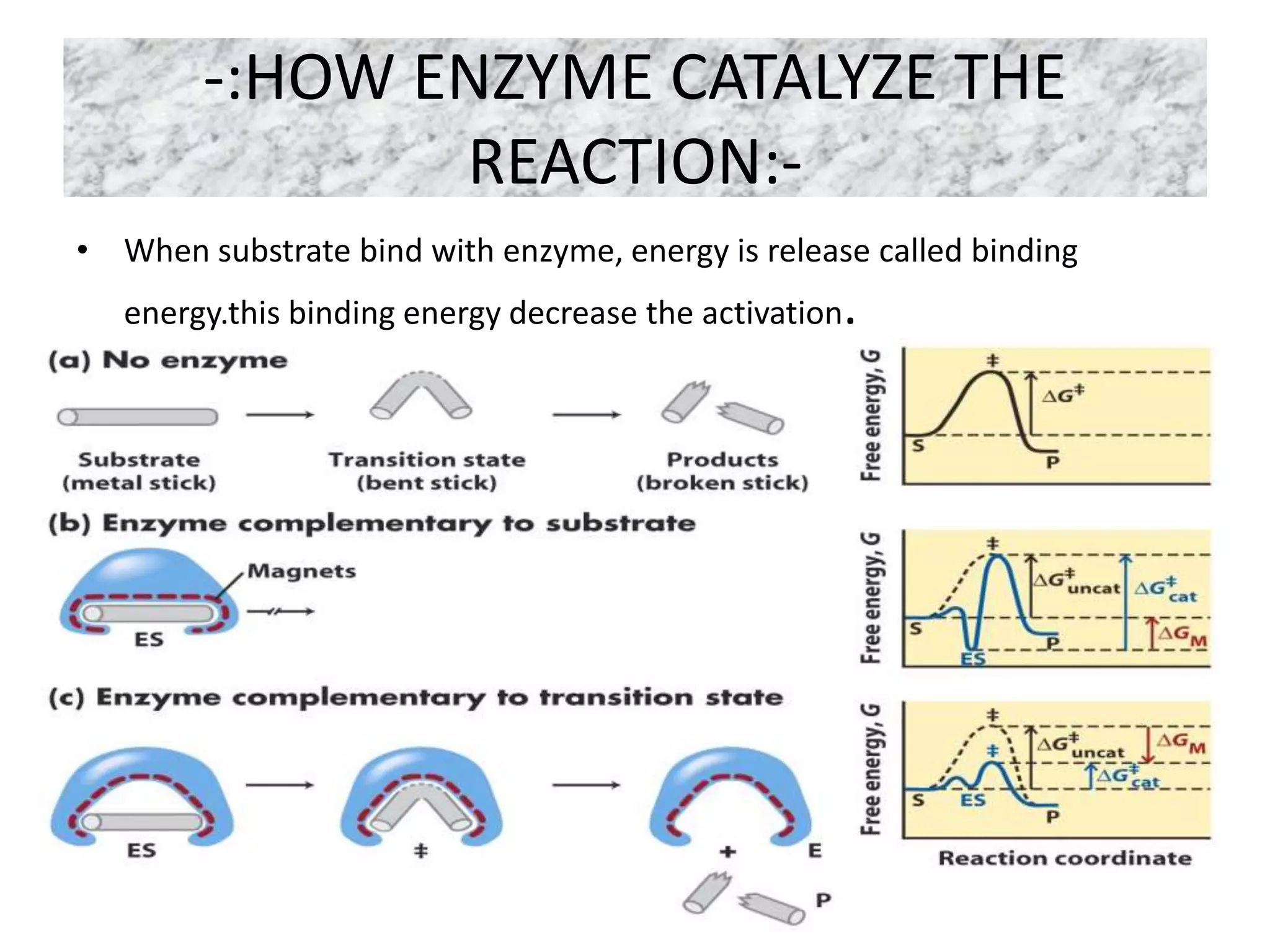 Enzyme kinectics, by kk sahu | PPTX