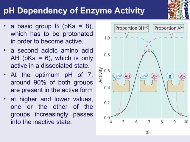 Enzyme kinetics | PPT