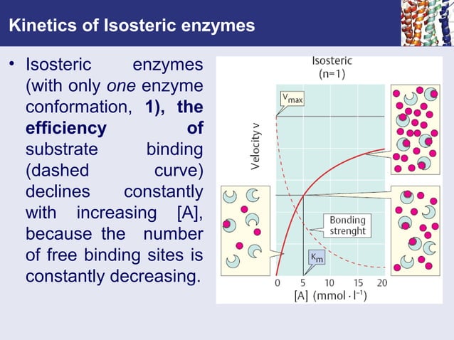 Enzyme kinetics | PPT
