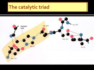 Enzyme kinetics and catalysis | PPT