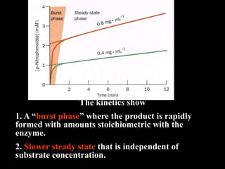 Enzyme kinetics and catalysis | PPT