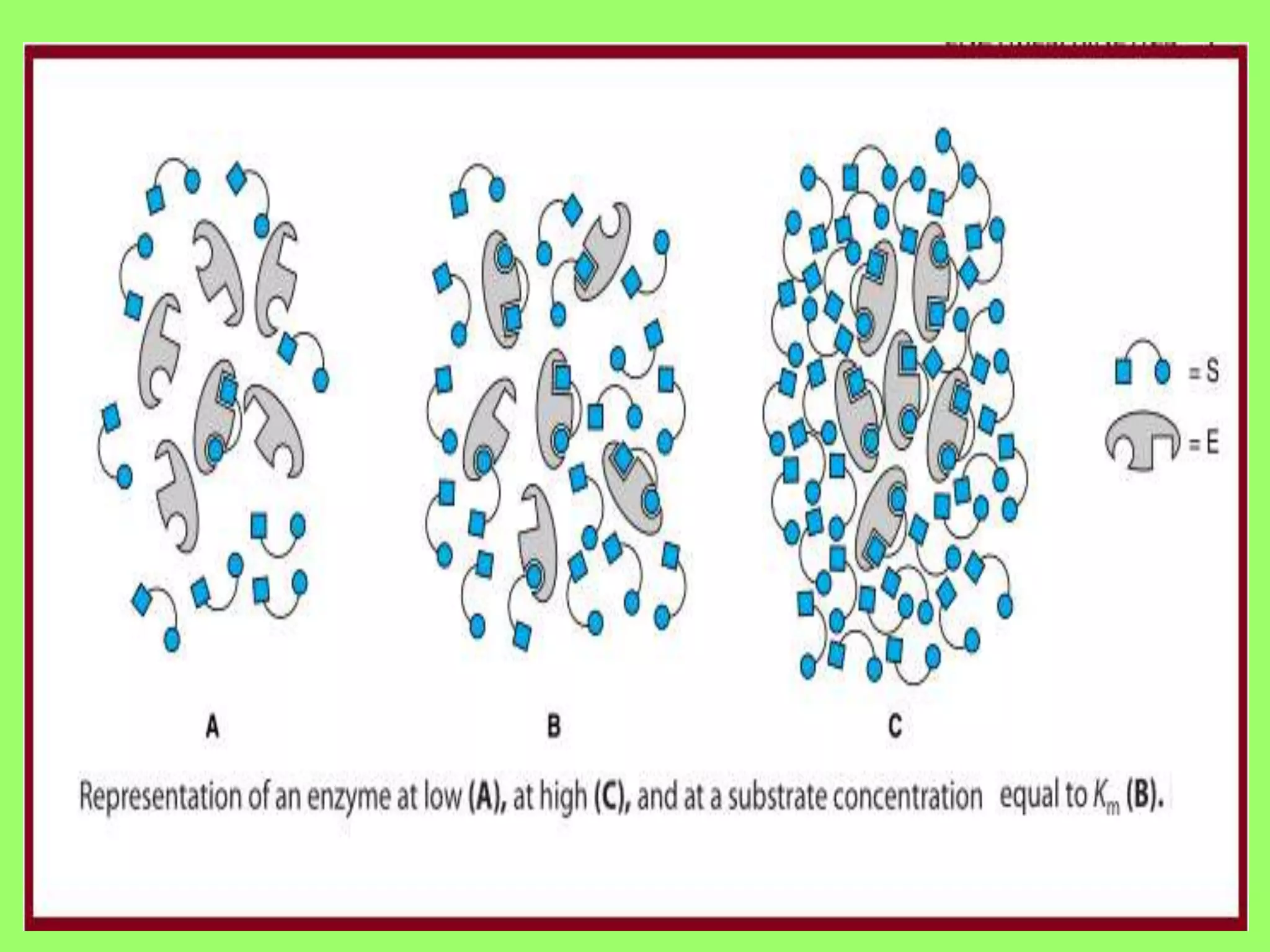 ENZYME KINETICS AND REGULATION OF ENZYME ACTIVITY.ppt