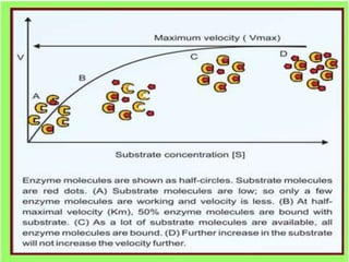 ENZYME KINETICS AND REGULATION OF ENZYME ACTIVITY.ppt