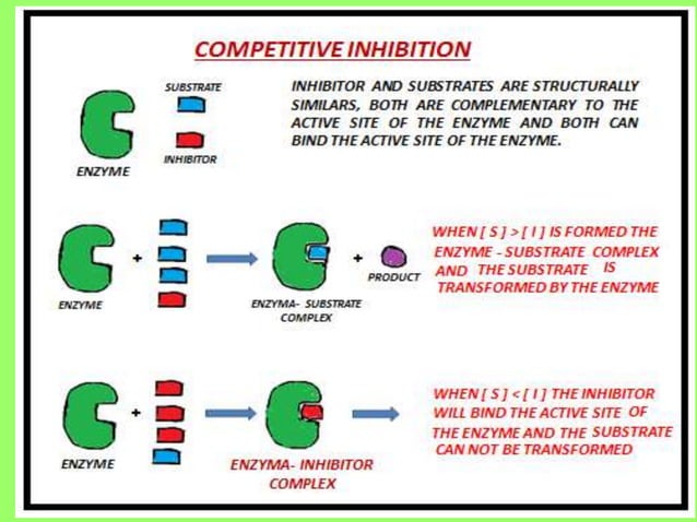 ENZYME KINETICS AND REGULATION OF ENZYME ACTIVITY.ppt | Endocrine and ...