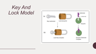 Enzyme kinetics presentation | PPTX